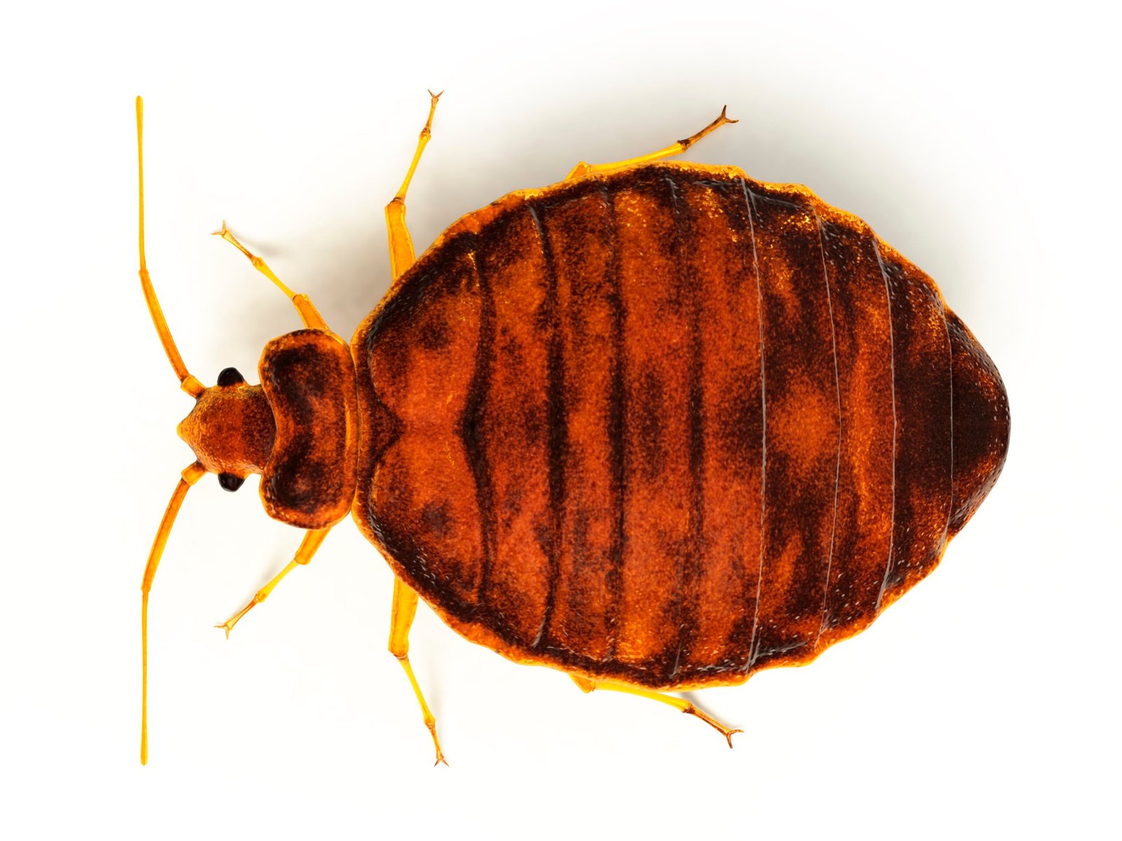 BED BUGS - AZ Pest Control